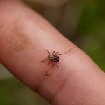 Lyme Disease: What To Know About Symptoms, Treatment & Prevention ...